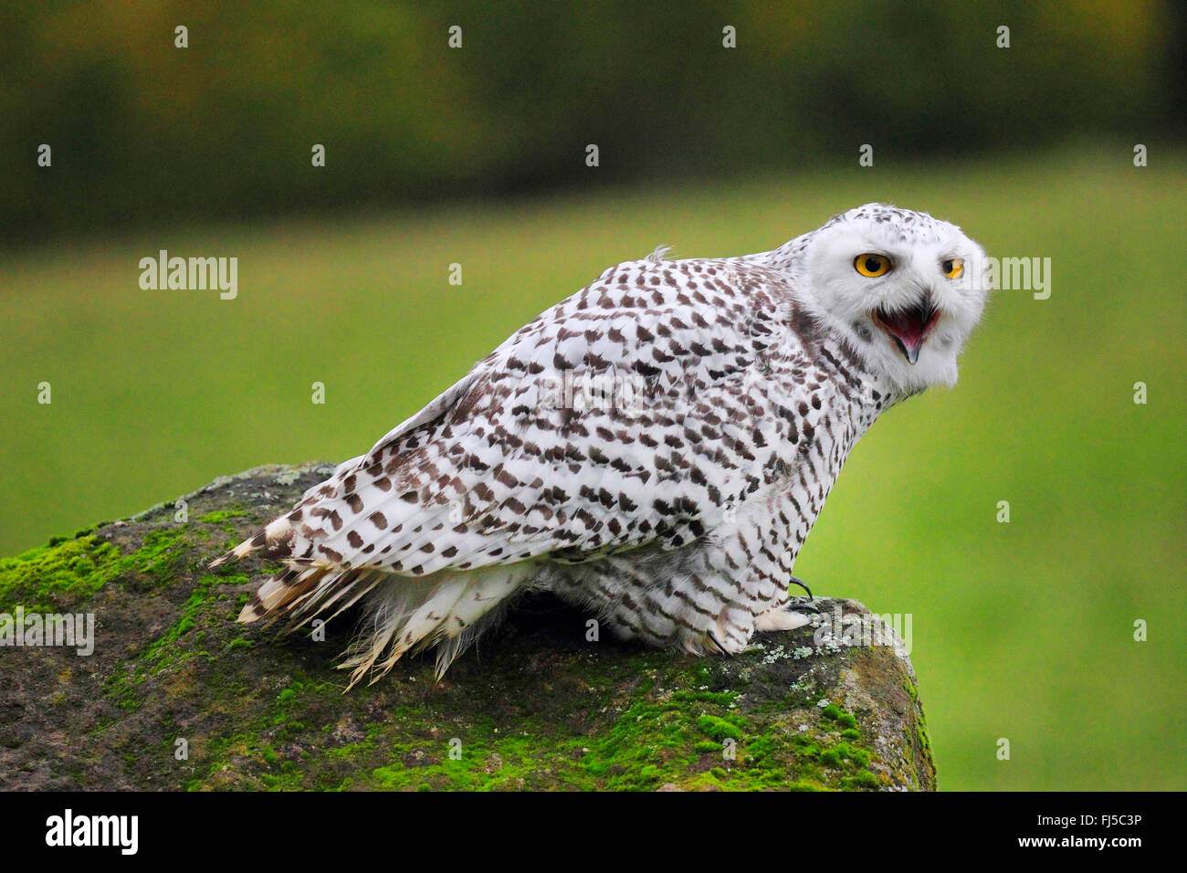 Harfang hi-res stock photography and images - Alamy