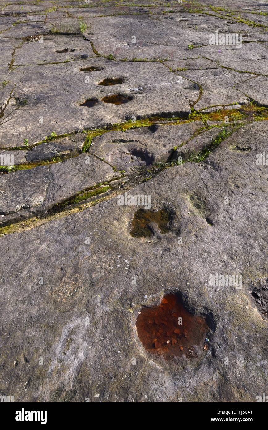 Dinosaur footprints fossils hi-res stock photography and images - Alamy