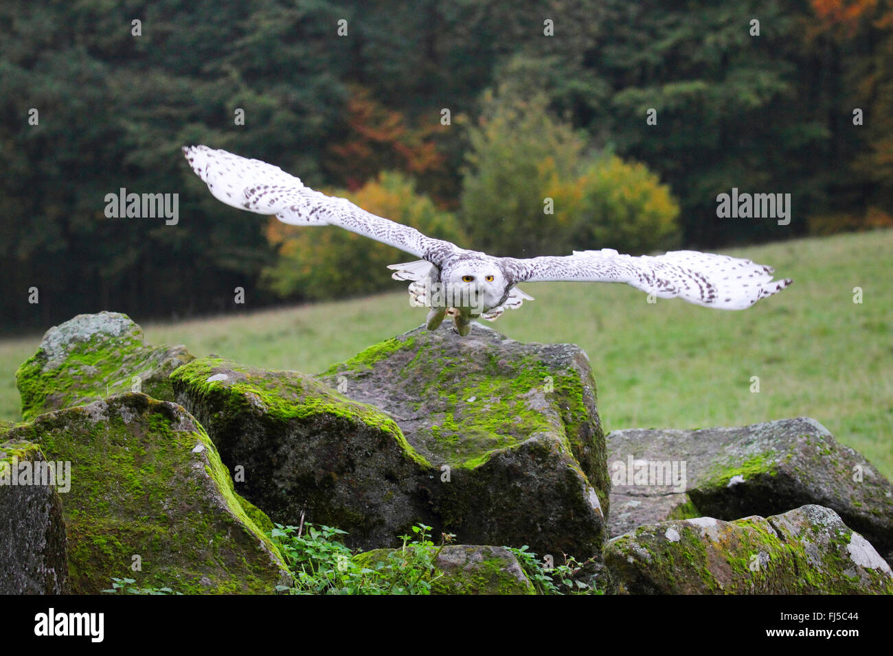 Flying Snowy Owl High Resolution Stock Photography and Images - Alamy