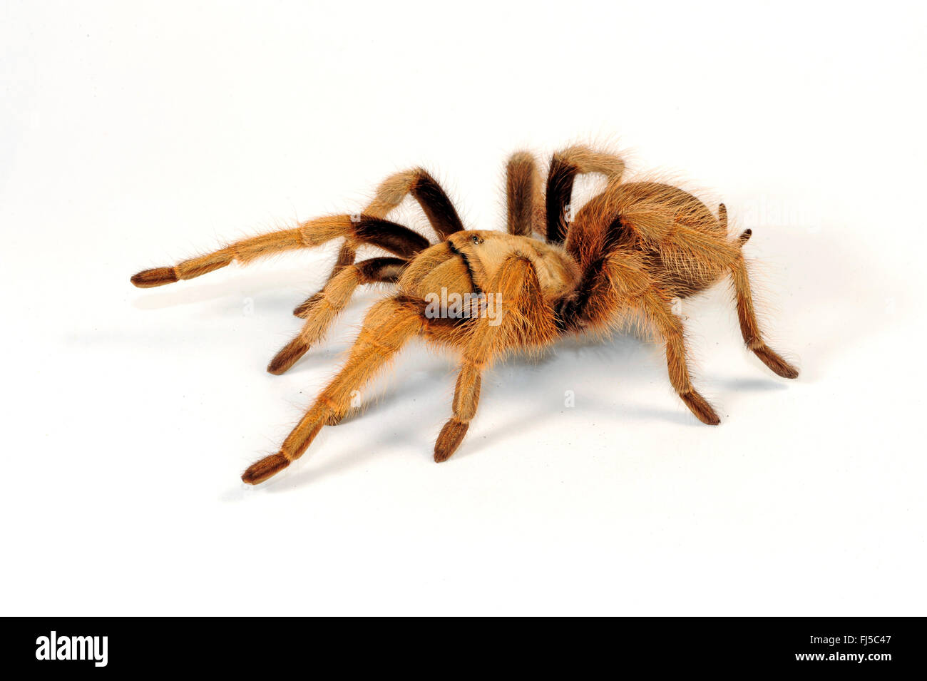 Arizona spiders hi-res stock photography and images - Alamy