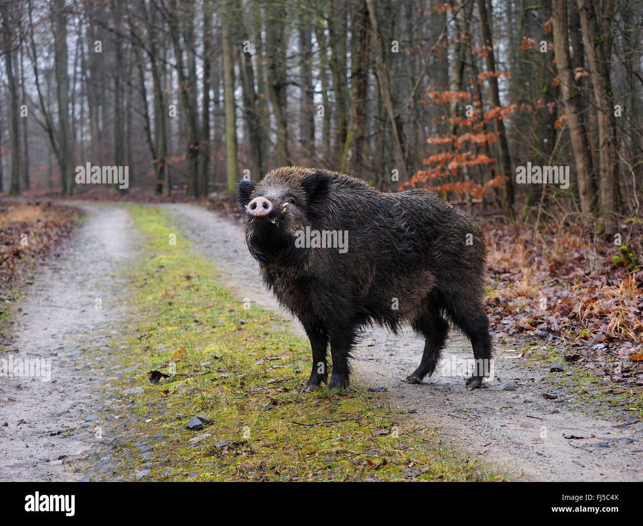 wild boar, pig, wild boar (Sus scrofa), young tusker stands on forest ...