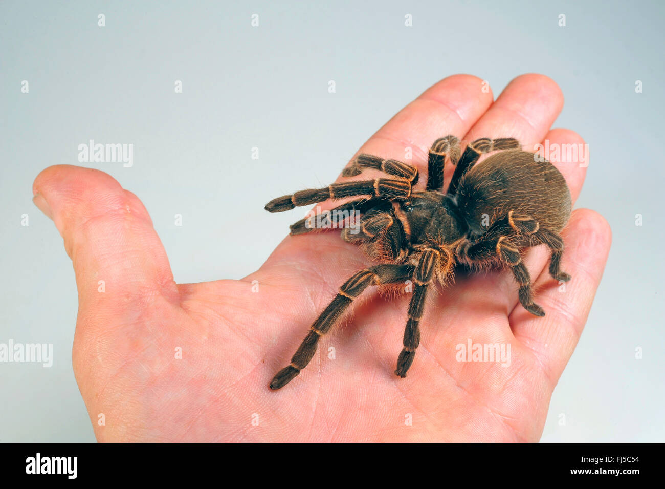 Spider hands hi-res stock photography and images - Alamy