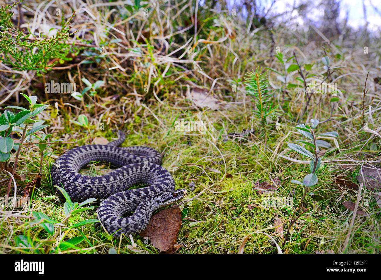 adder, common viper, common European viper, common viper (Vipera berus ...
