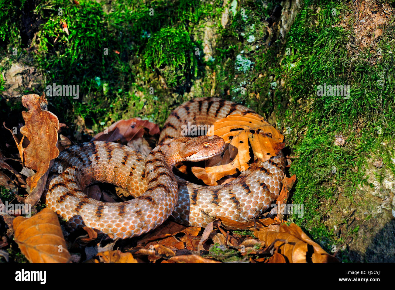 Ground snake aspis hi-res stock photography and images - Alamy