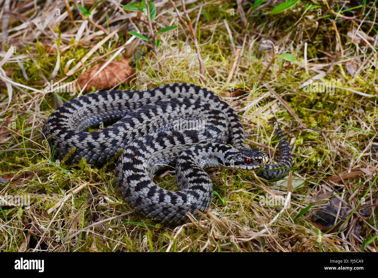 adder, common viper, common European viper, common viper (Vipera berus ...