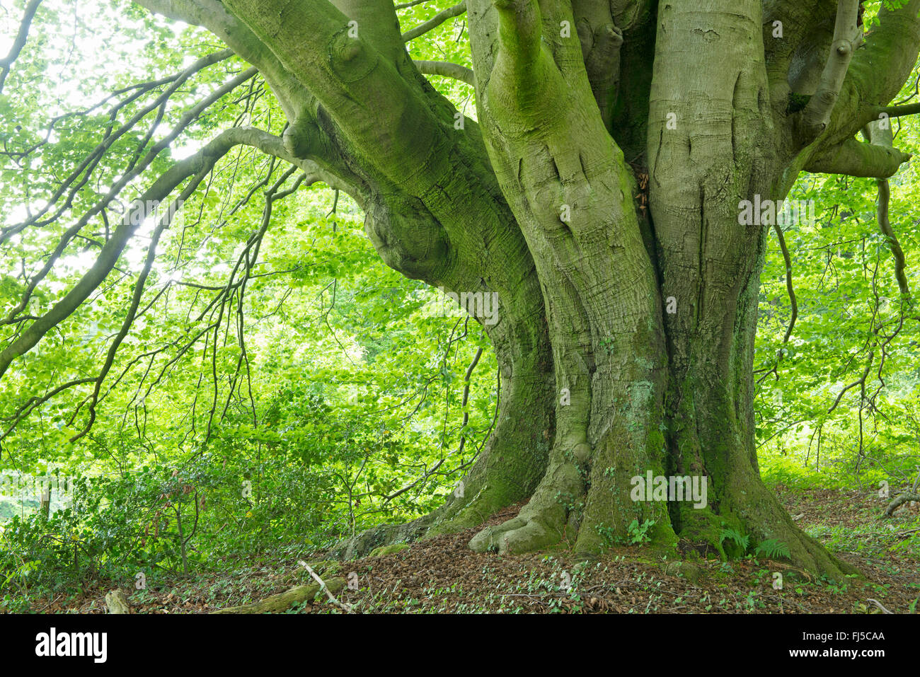 Beech Tree Trunk
