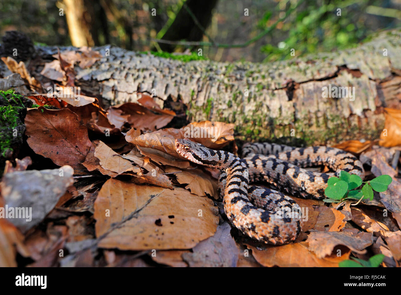 asp viper, aspic viper (Vipera aspis), male, Switzerland, Schweizer ...