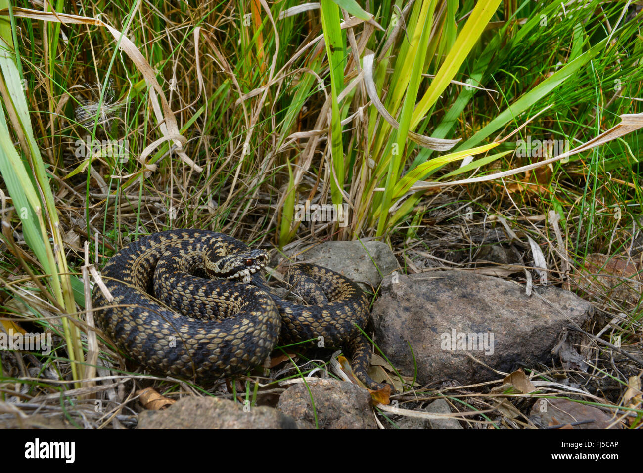 adder, common viper, common European viper, common viper (Vipera berus ...