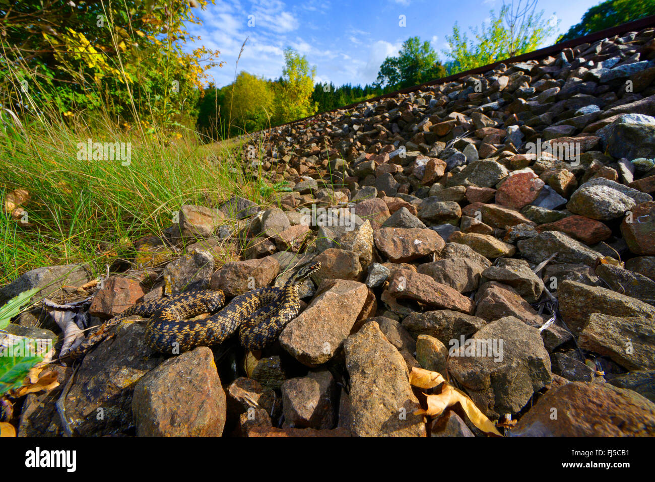 adder, common viper, common European viper, common viper (Vipera berus ...