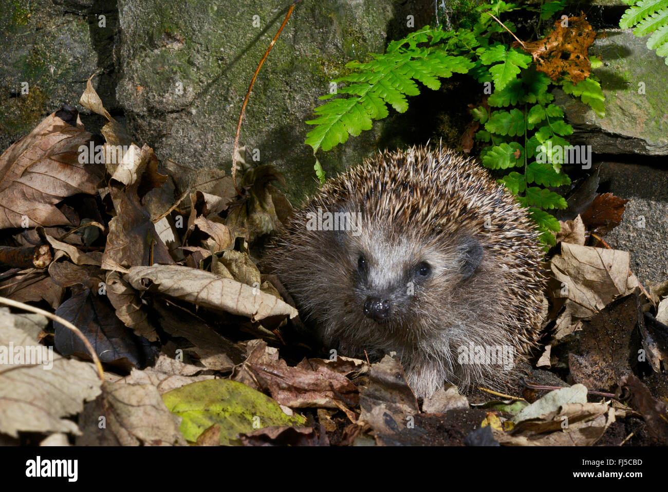 Hedgehog habitat hi-res stock photography and images - Alamy
