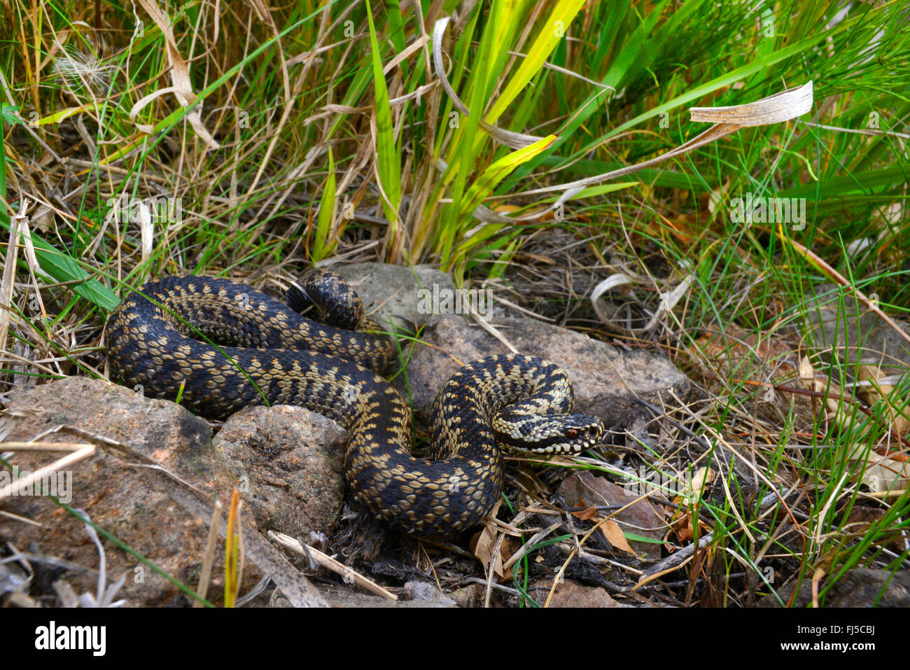 adder, common viper, common European viper, common viper (Vipera berus ...