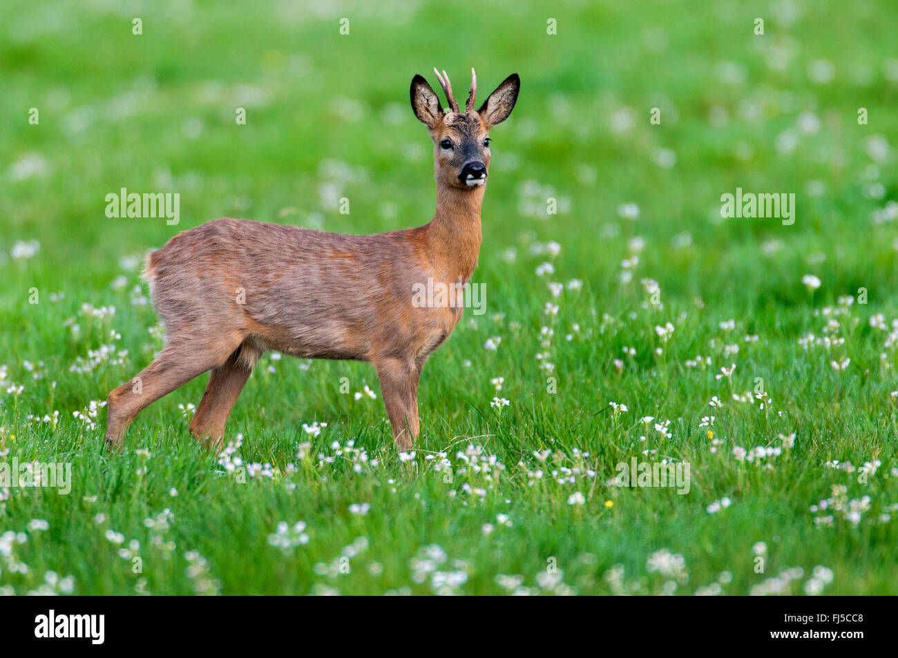 Roe flower hi-res stock photography and images - Alamy
