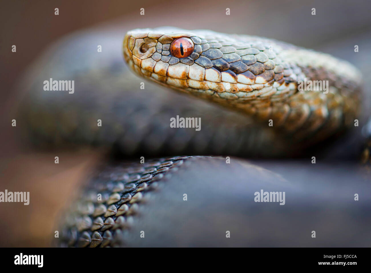 Adder vipera berus portrait hi-res stock photography and images - Alamy