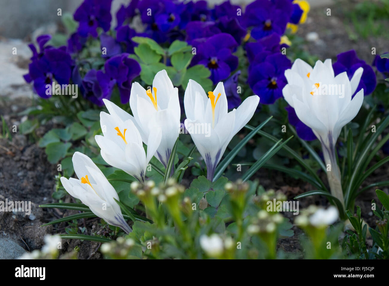 White Crocus Stock Photo - Alamy