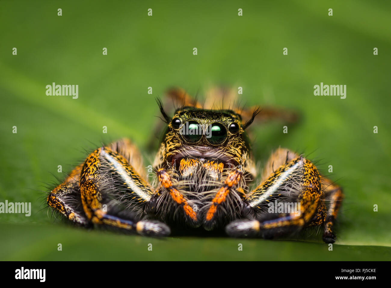 Jumping spider on green leaf hi-res stock photography and images - Alamy