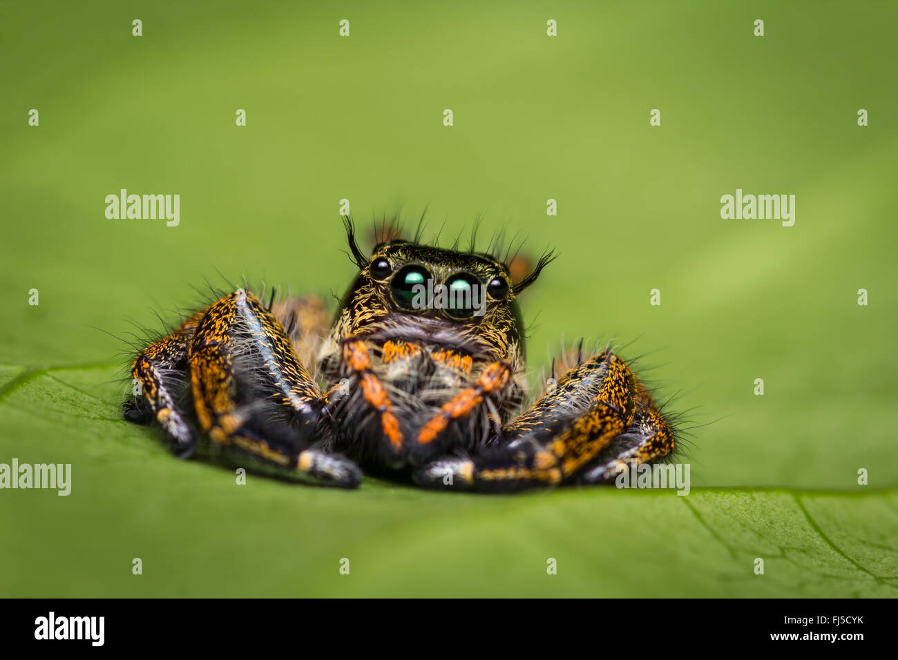 Macro of jumping spider on green leaf Stock Photo - Alamy