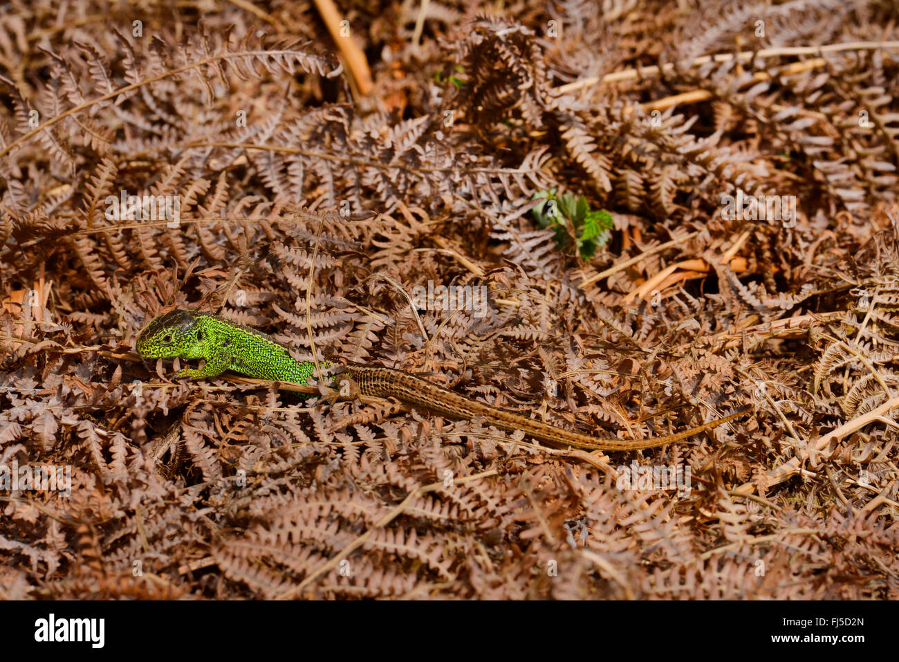 sand lizard (Lacerta agilis), male sunbathing on dry fern leaves ...