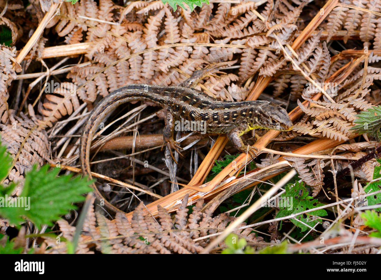 sand lizard (Lacerta agilis), female lies on dry fern leaves, Germany ...