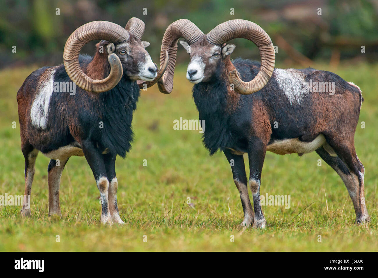 Mouflon (Ovis musimon, Ovis gmelini musimon, Ovis orientalis musimon ...