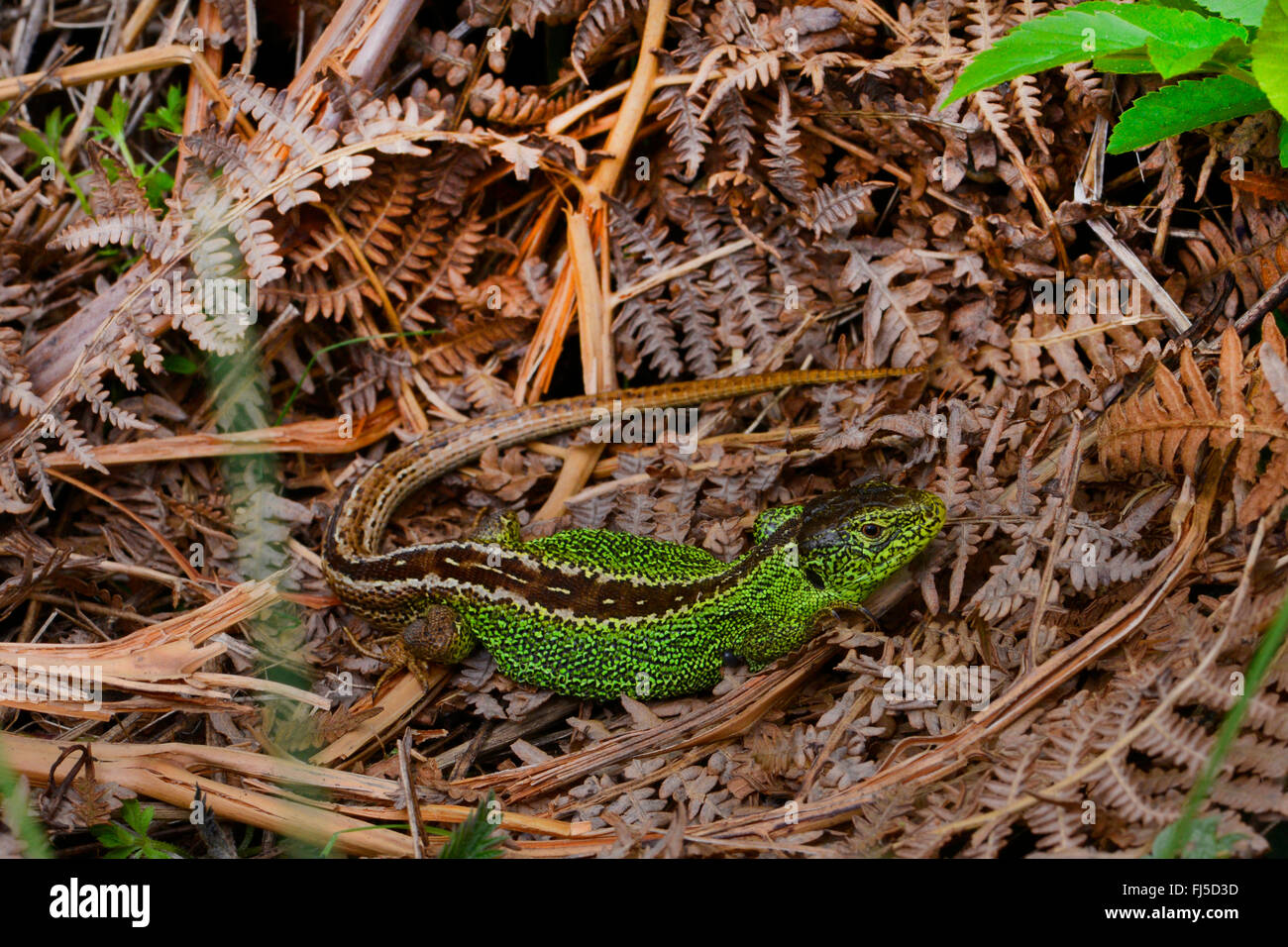 sand lizard (Lacerta agilis), male lies on dry fern leaves, Germany ...