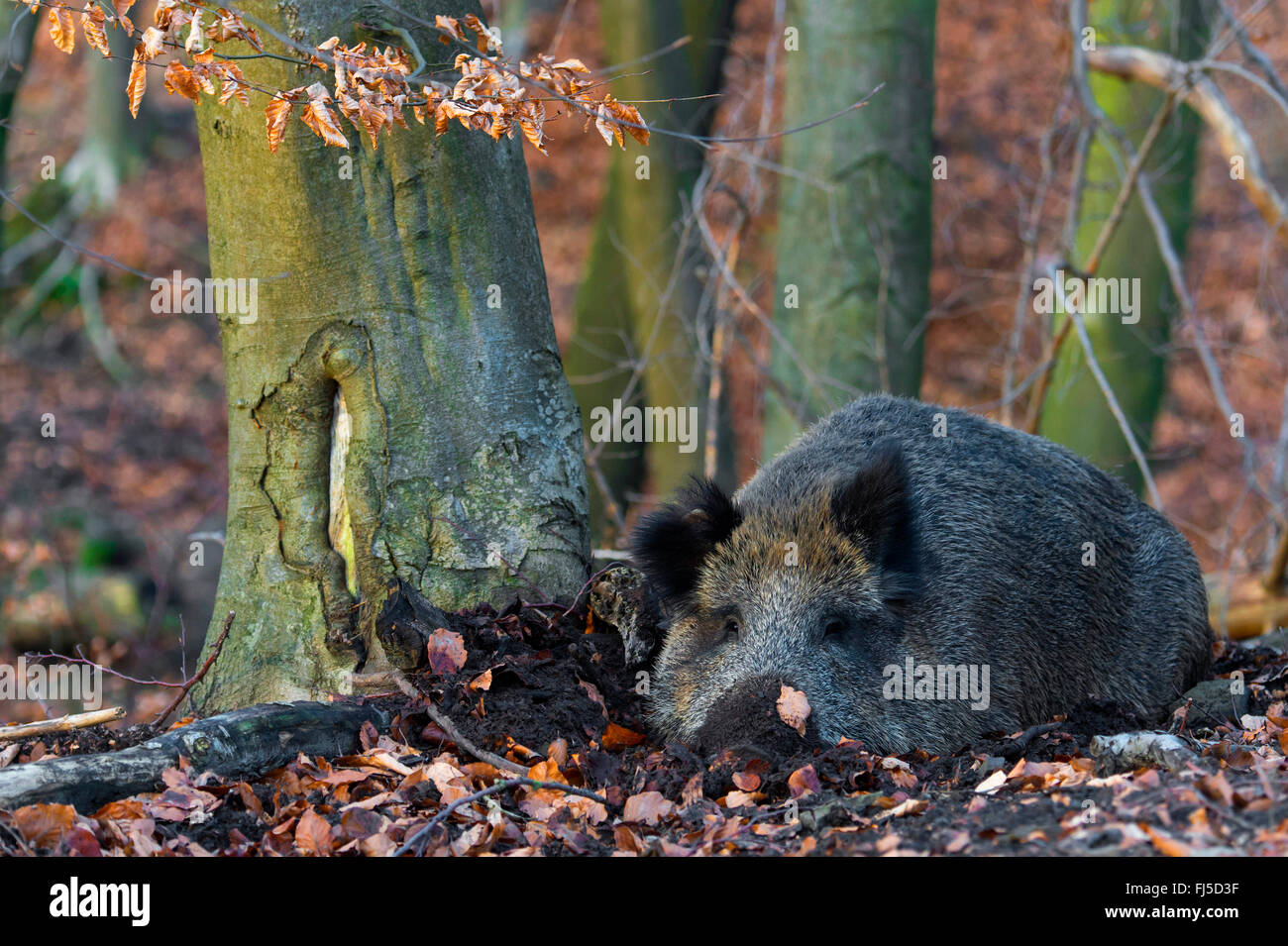 Pig trunks hi-res stock photography and images - Alamy