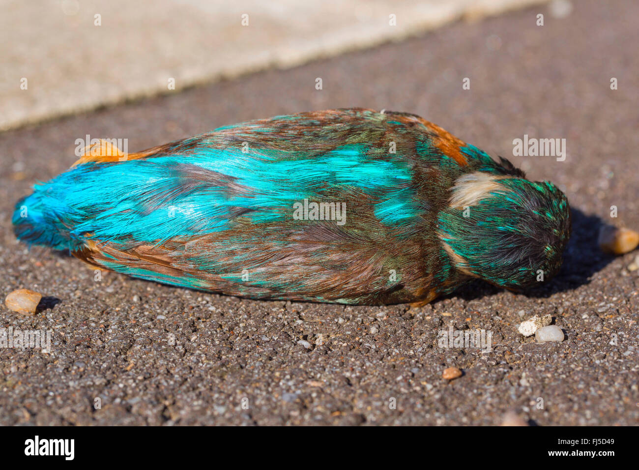 Overrun Animals High Resolution Stock Photography and Images - Alamy