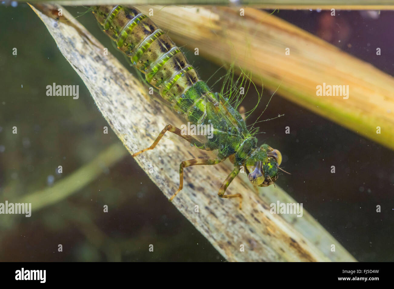 Nymph at breathing hi-res stock photography and images - Alamy