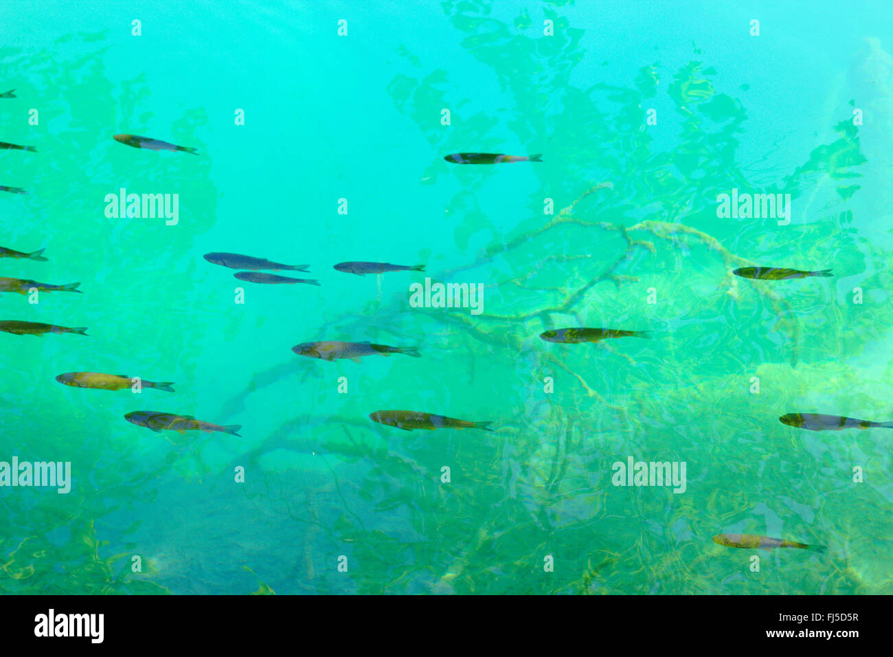 Top view clear water fish hi-res stock photography and images - Alamy