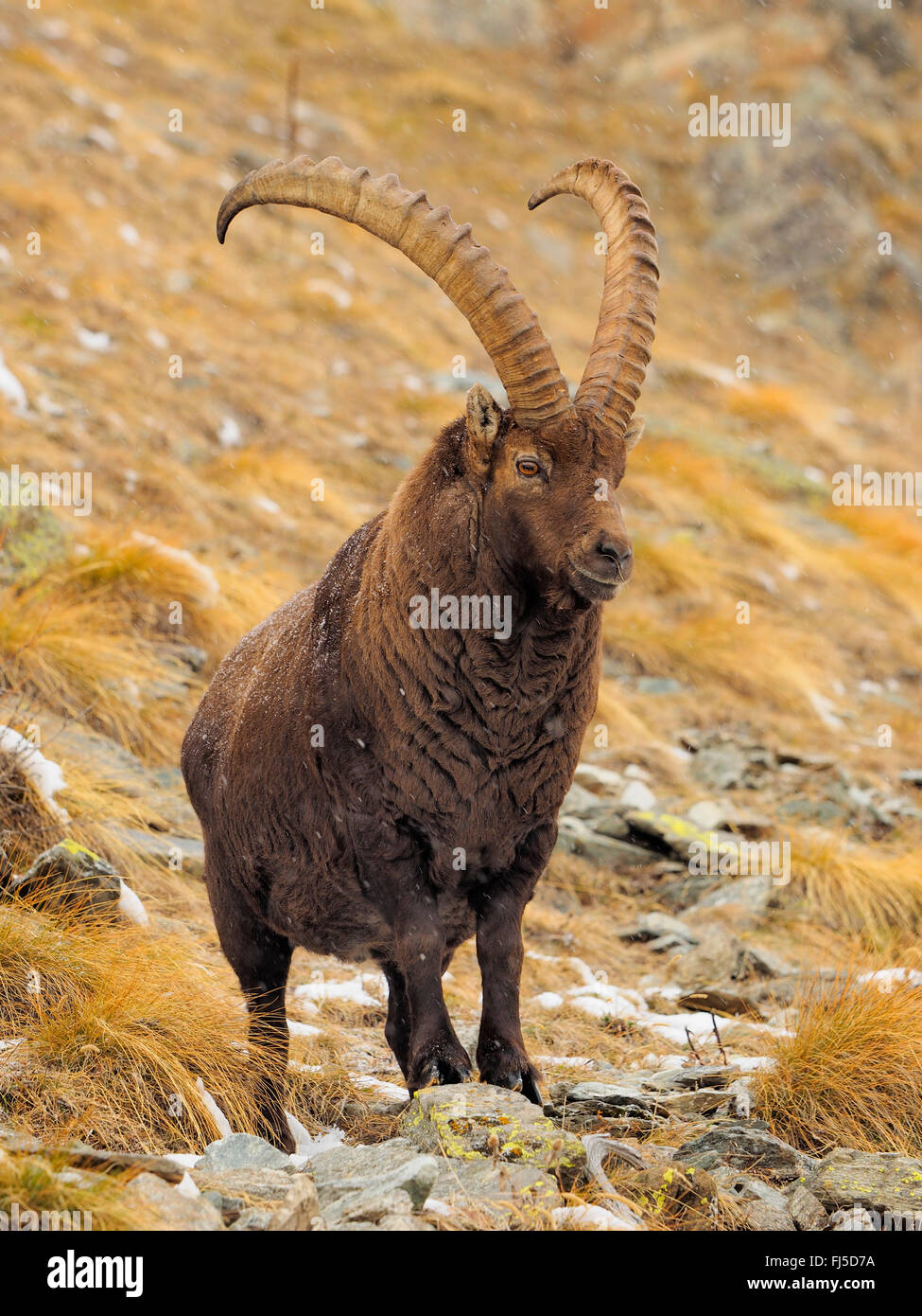 Alpine ibex in winter hi-res stock photography and images - Alamy