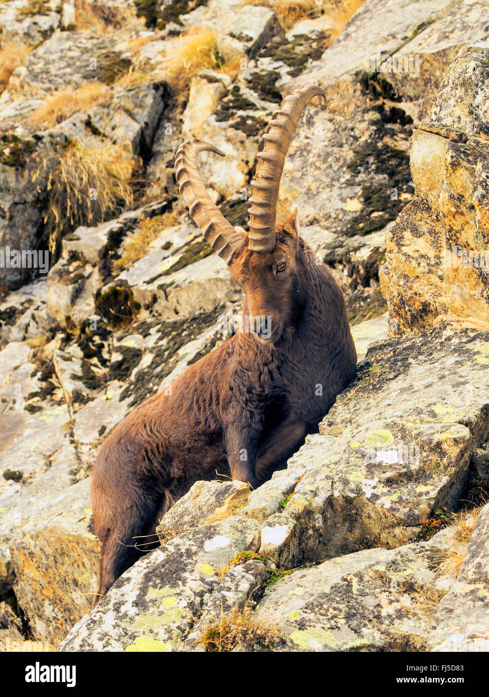 Alpine ibex (Capra ibex, Capra ibex ibex), male ibex in winter in the ...