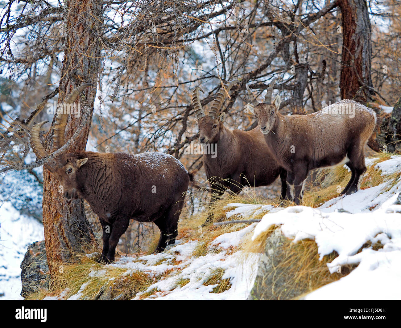 Male ibexes hi-res stock photography and images - Alamy