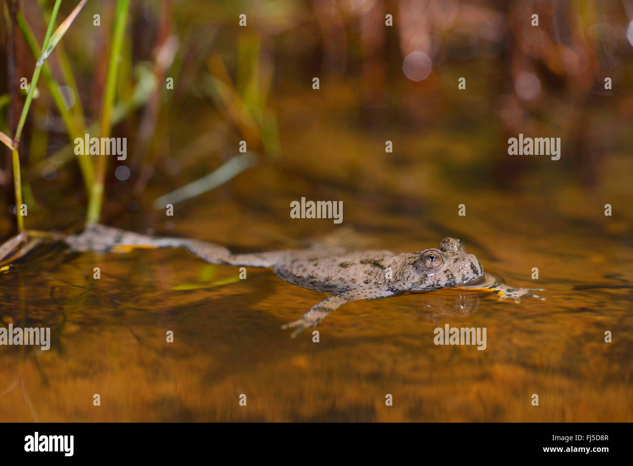 yellow-bellied toad, yellowbelly toad, variegated fire-toad (Bombina ...