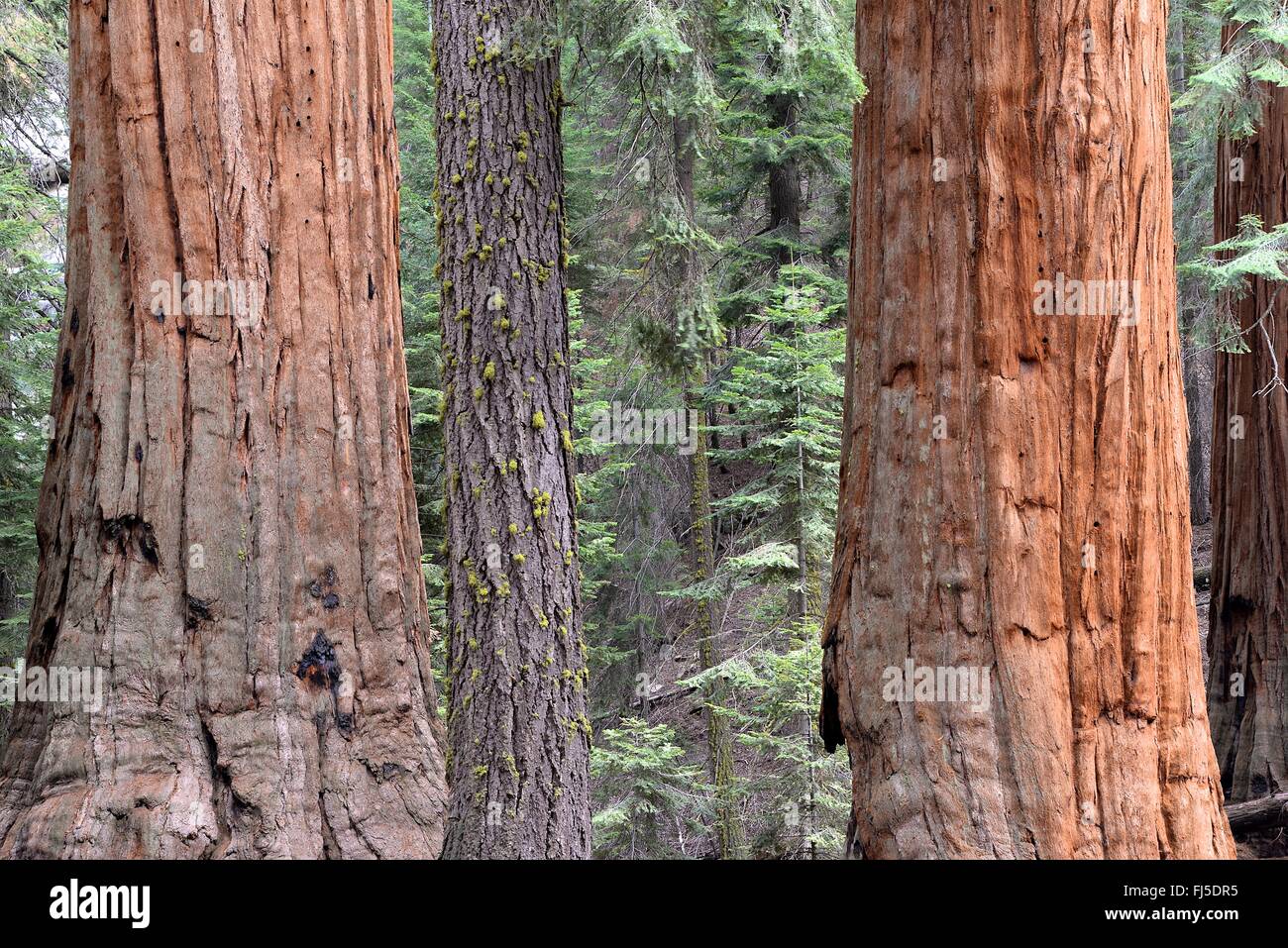 Kings canyon and sequoia national parks hi-res stock photography and ...