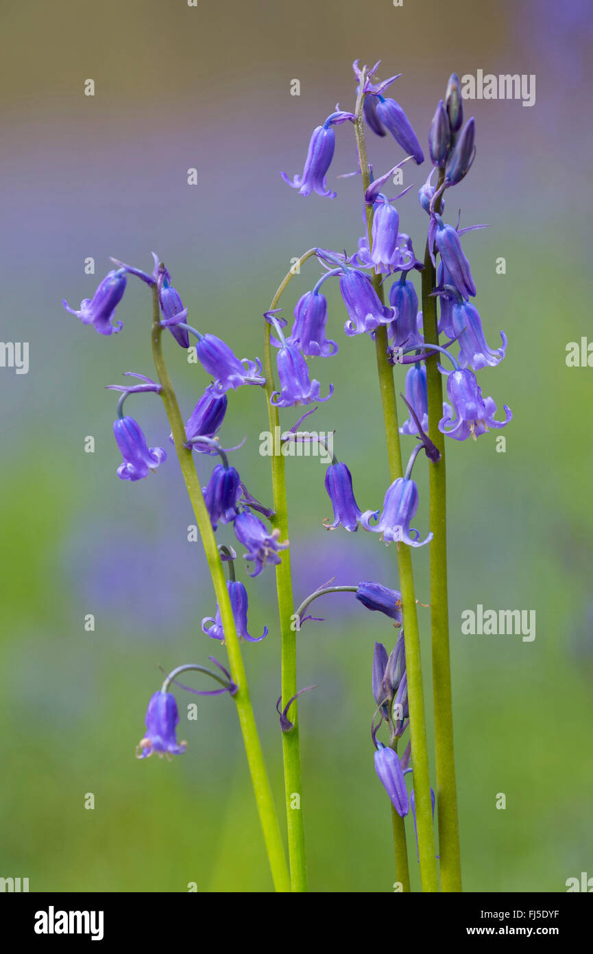 Atlantic bluebell (Hyacinthoides non-scripta, Endymion non-scriptus ...