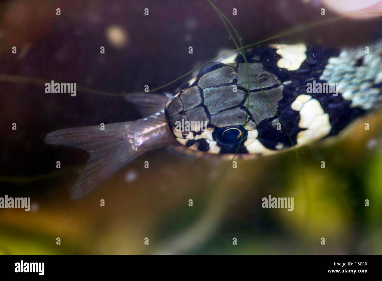 grass snake (Natrix natrix), feeding catched fish, portrait, Germany ...
