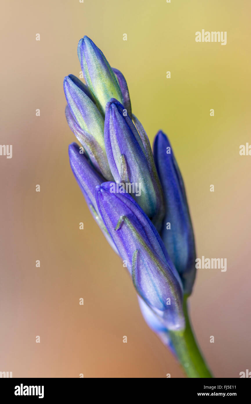 Atlantic bluebell (Hyacinthoides non-scripta, Endymion non-scriptus ...