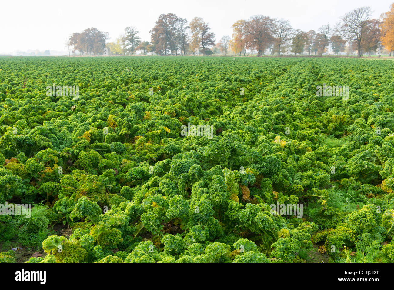 kale, borecole (Brassica oleracea var. sabellica, Brassica oleracea ...
