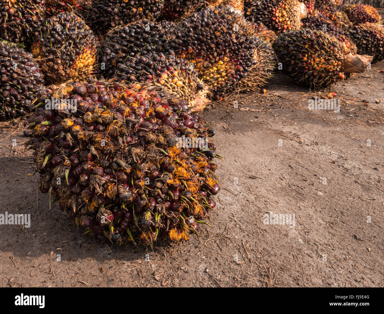 Palm Oil Fruits on the floor at Thailand Stock Photo - Alamy