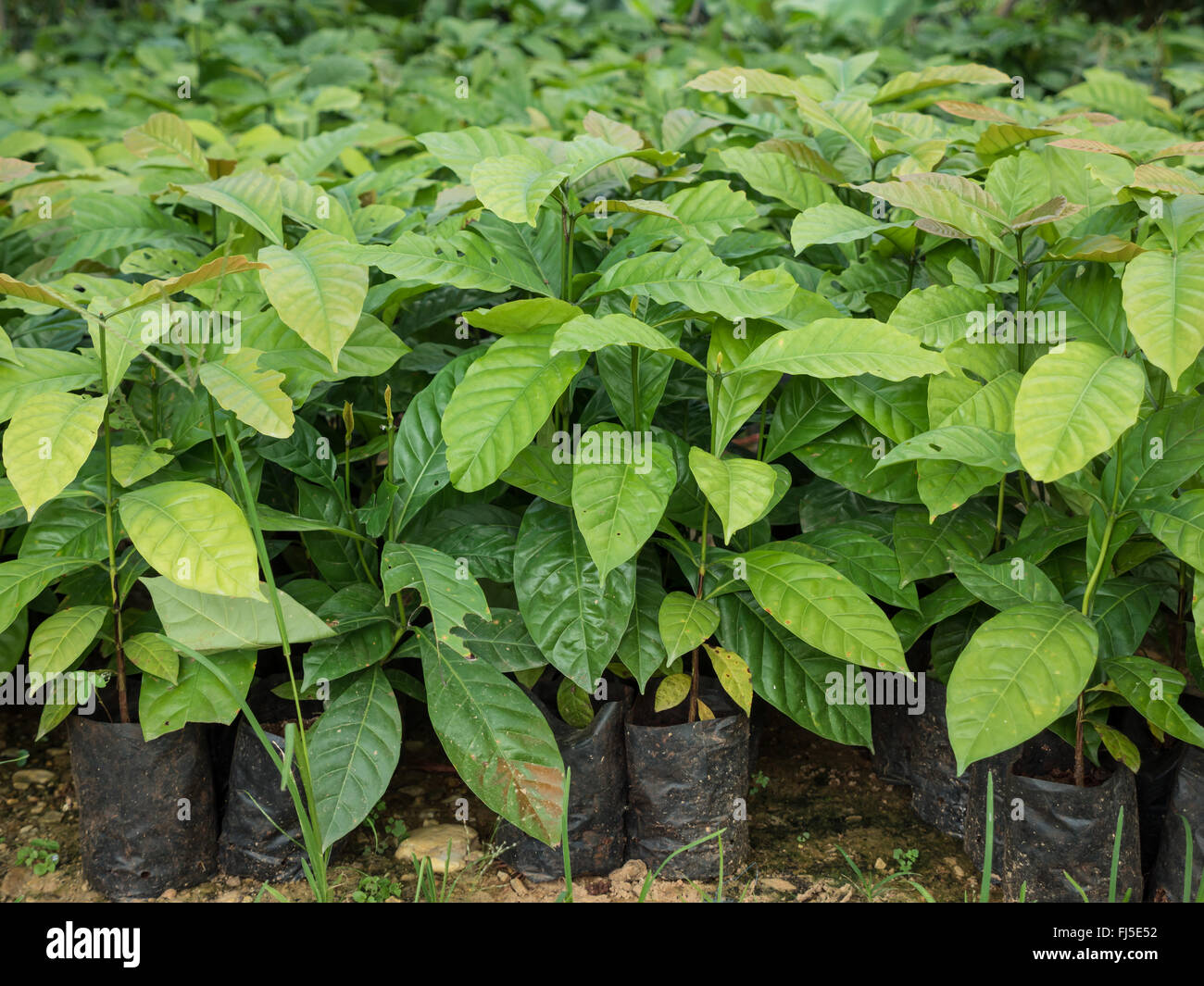 Coffee seedlings plant in a nursery, Thailand Stock Photo - Alamy