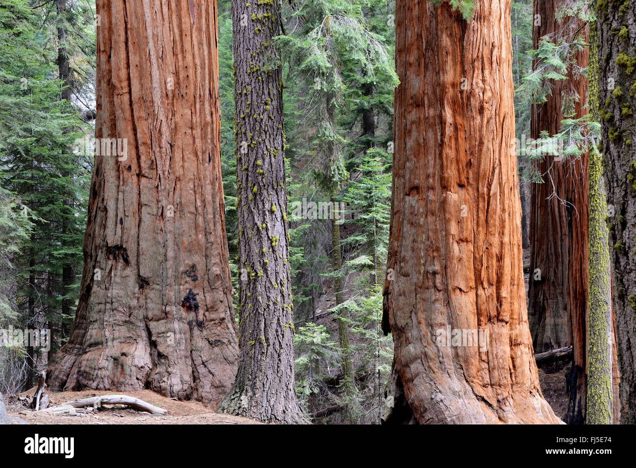 Kings canyon and sequoia national parks hi-res stock photography and ...