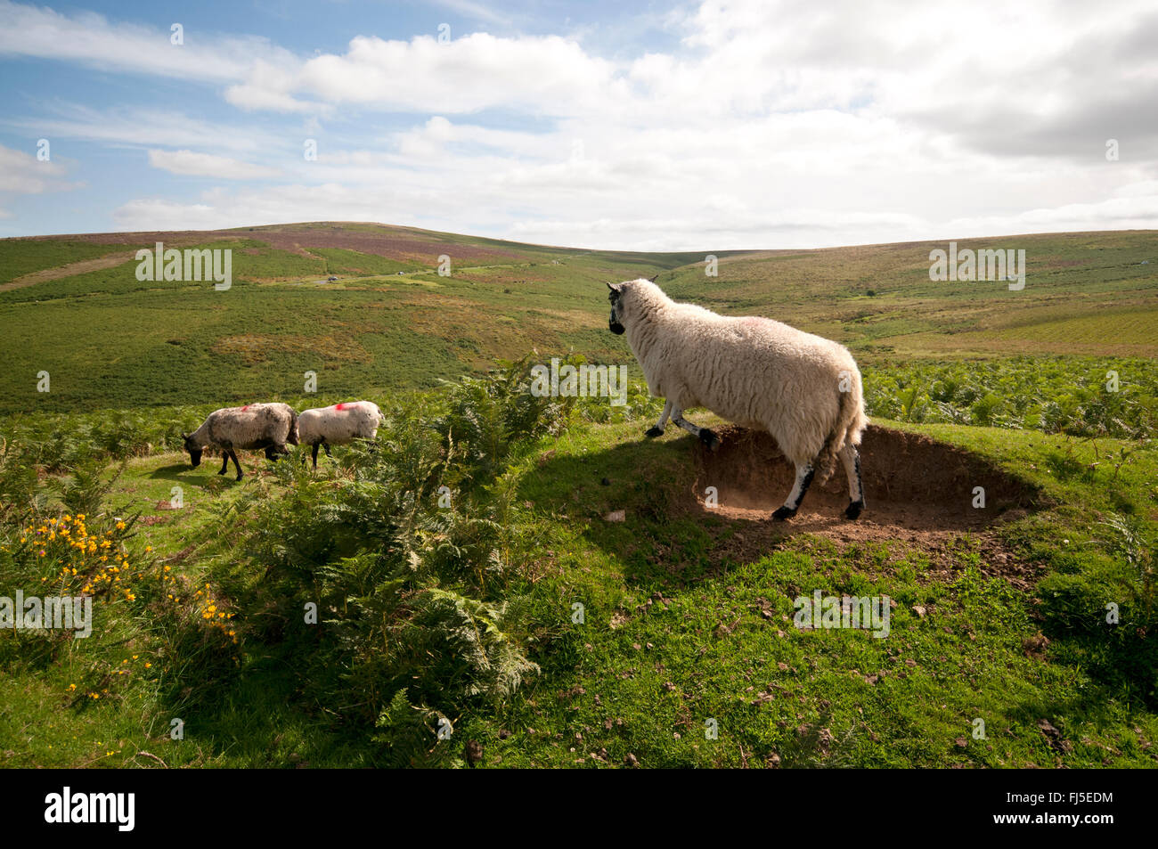 Devon hills sheep hi-res stock photography and images - Alamy