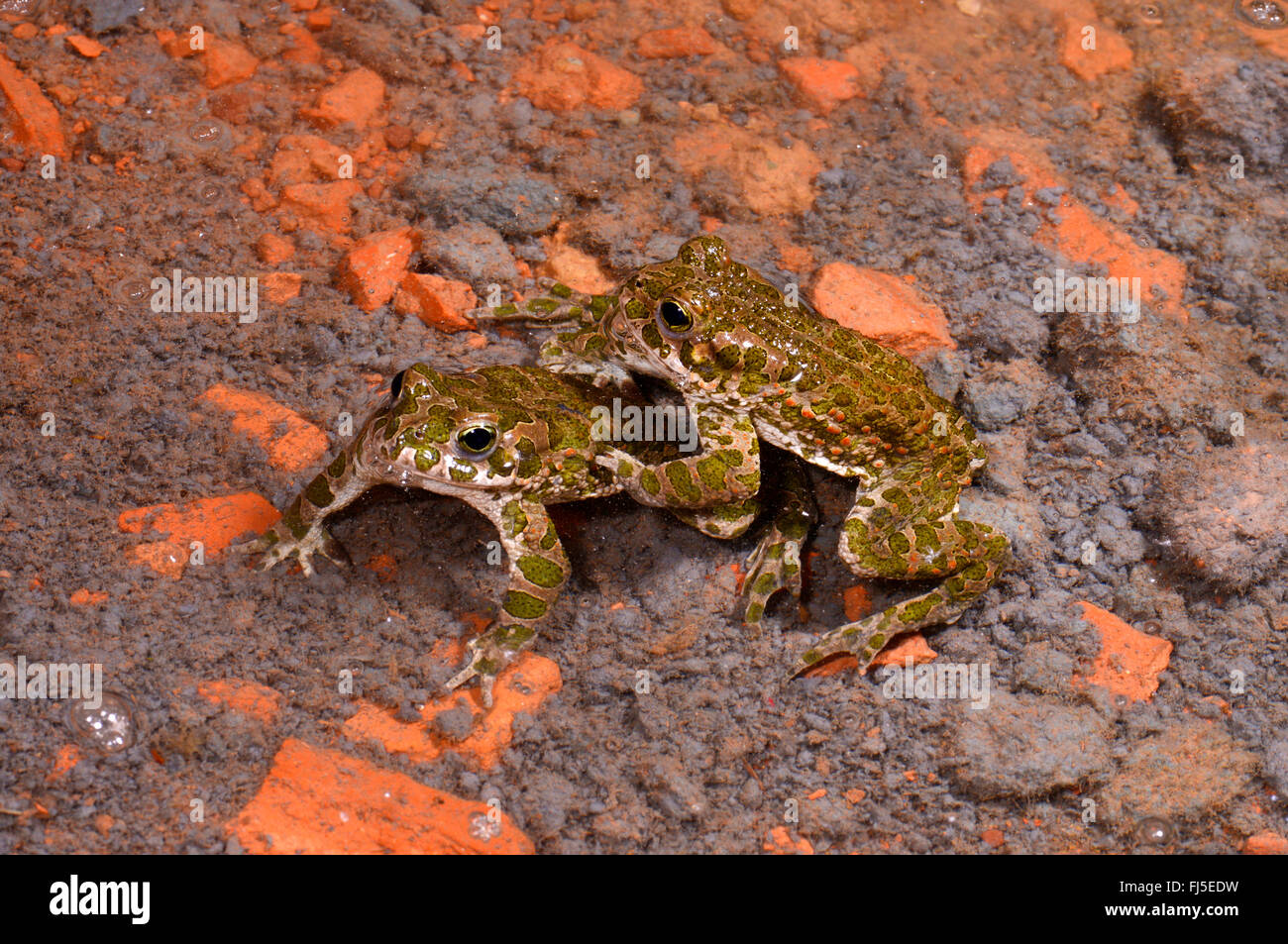 Green toad, Variegated toad (Bufo viridis), two male green toads in ...