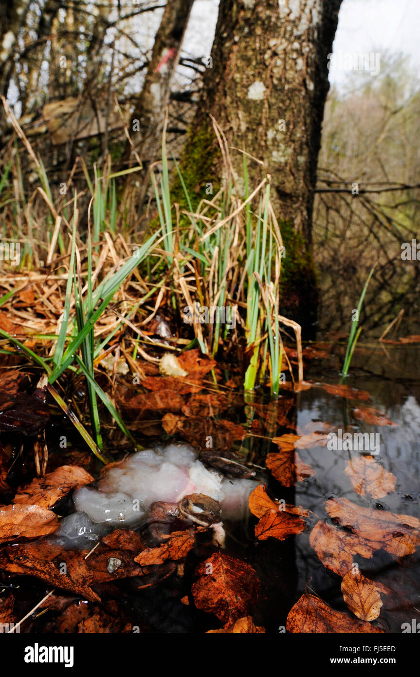 common frog, grass frog (Rana temporaria), frozen grass frog in a pond ...