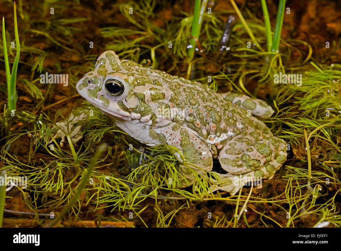 Eastern Green toad, Eastern Variegated toad (Bufo viridis variabilis ...