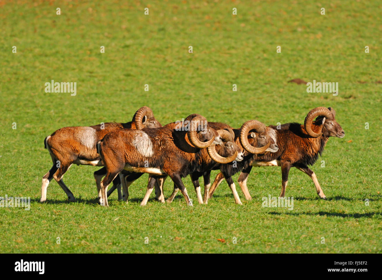 Mouflon (Ovis musimon, Ovis gmelini musimon, Ovis orientalis musimon ...