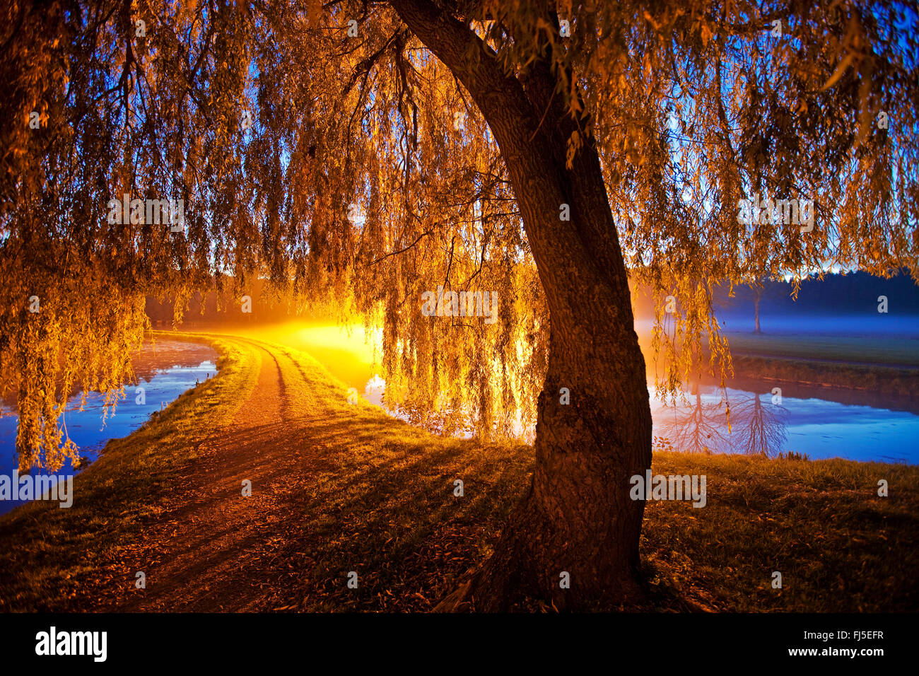 Dwarf willow tree hi-res stock photography and images - Alamy