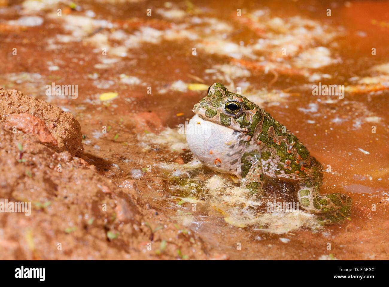 Green toad, Variegated toad (Bufo viridis), calling green toad, Germany ...