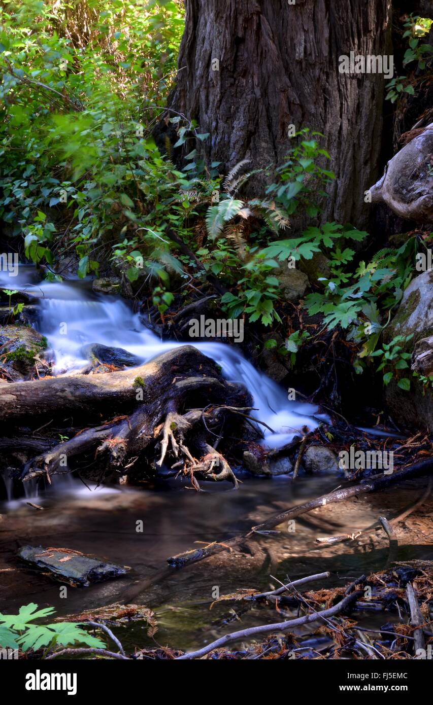 Stream and Redwood trees, Julia Pfeiffer Burns State Park, California ...