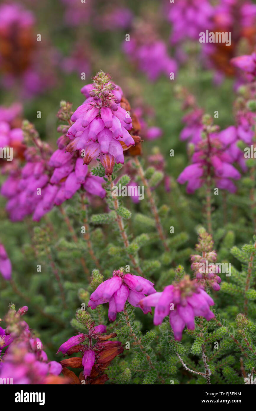 Dorset heath (Erica ciliaris), blooming, France Stock Photo - Alamy