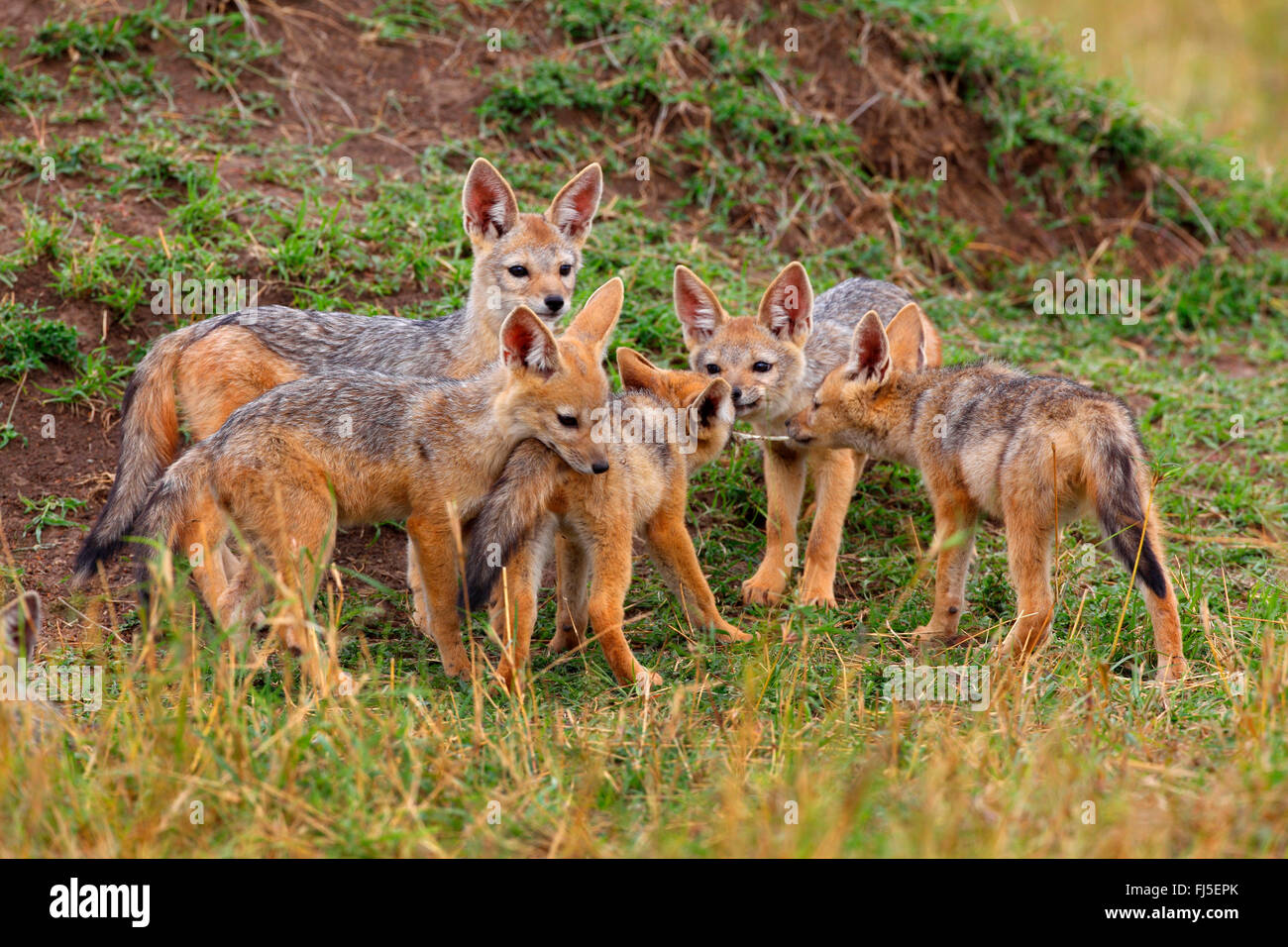 Black backed jackal canis mesomelas five hi-res stock photography and images - Alamy